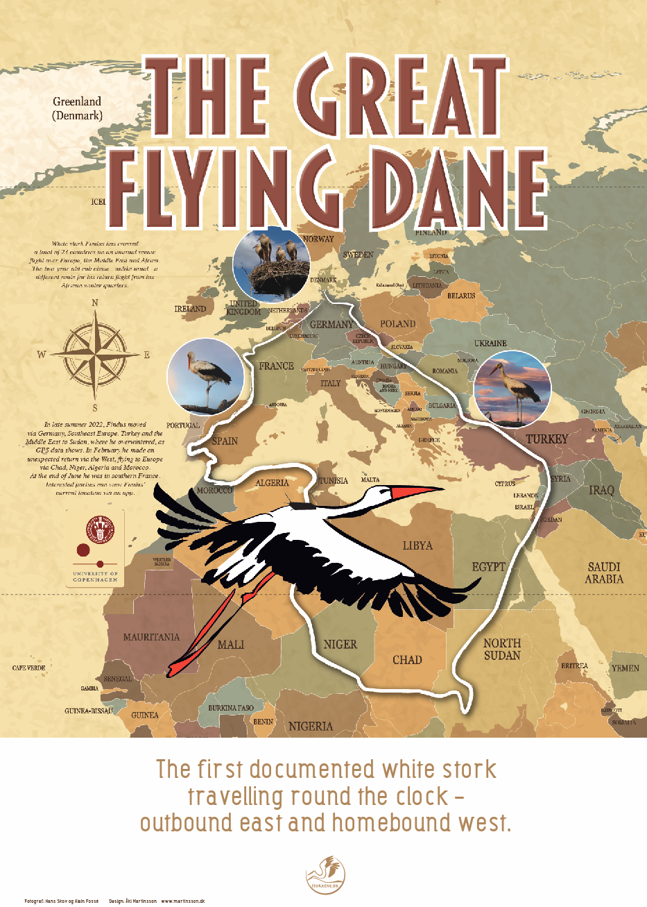 Findus poster - The Great Flying Dane – Storkeshoppen